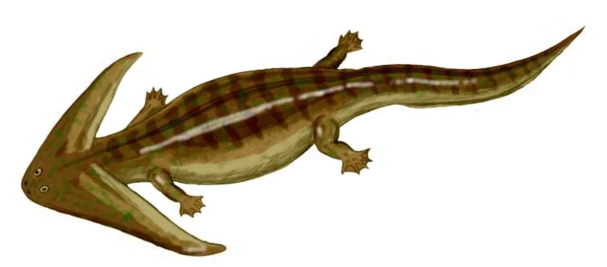 Diplocaulus | Dink the little dinosaur Wiki | Fandom