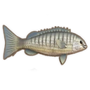 Luderick | Dinkum Wiki | Fandom