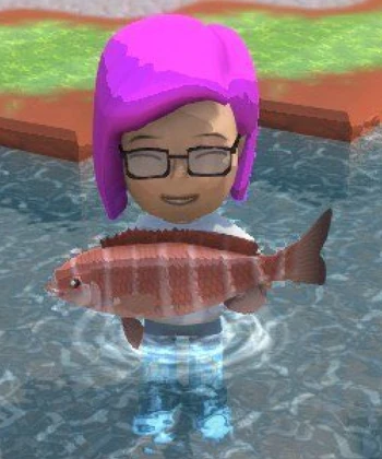 Banded Morwong | Dinkum Wiki | Fandom