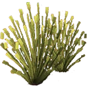 River Reed | Dinkum Wiki | Fandom