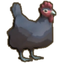 Chook | Dinkum Wiki | Fandom