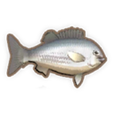 Silver Perch