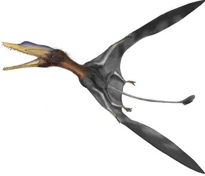 Darwinopterus | Wiki Dino | Fandom