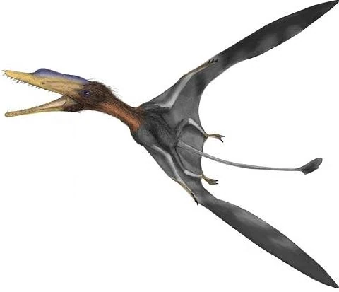 Darwinopterus | Wiki Dino | Fandom