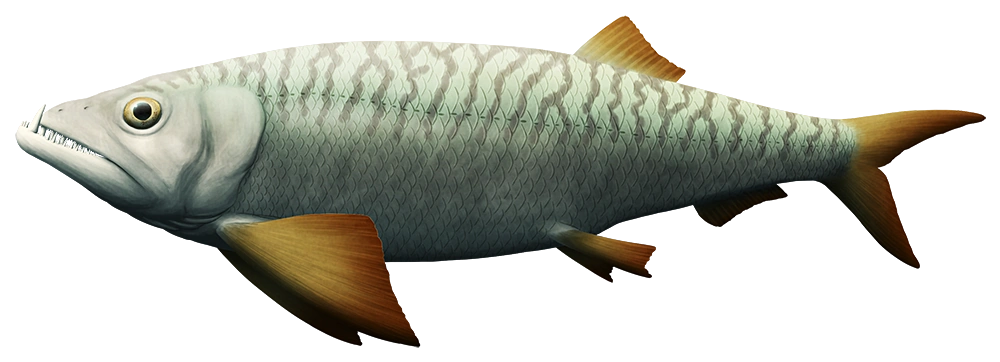 Enchodus | Dinosaur Wiki | Fandom