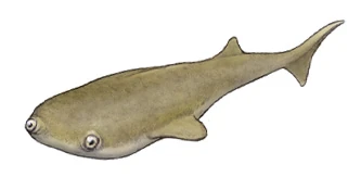 Thelodus | Wiki Dino | Fandom