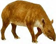 Miotapirus | Wiki Dino | Fandom