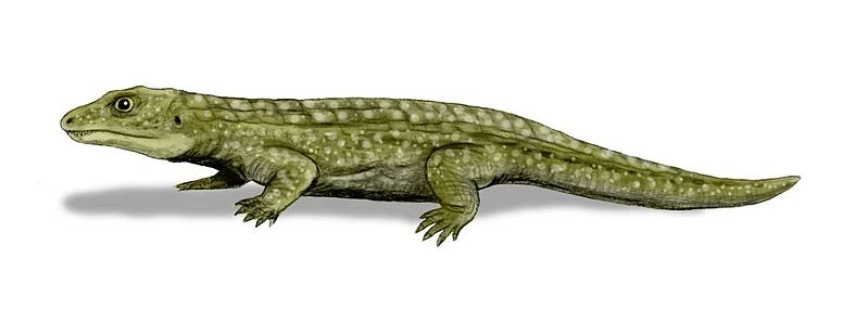 Tokosaurus | Wiki Dino | Fandom