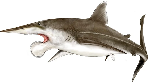 Helicoprion | Wiki Dino | Fandom