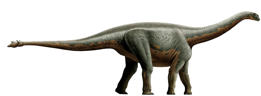 Shunosaurus | Dinosaur Wiki | Fandom