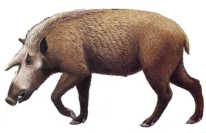 Kubanochoerus | Wiki Dino | Fandom
