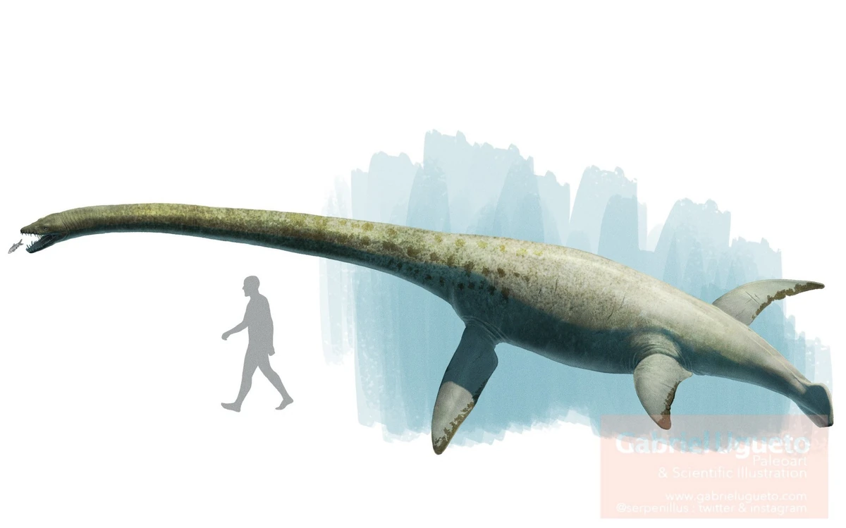 Thalassomedon | Dinosaur Wiki | Fandom