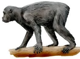 Proconsul | Wiki Dino | Fandom