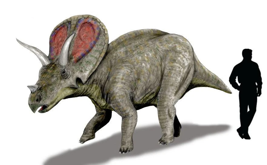 Torosaurus | Wiki Dino | Fandom