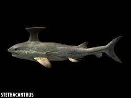 Stethacanthus | Wiki Dino | Fandom