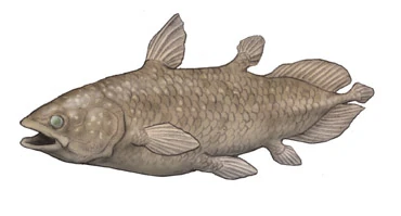 Rhabdoderma | Wiki Dino | Fandom