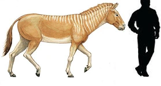 Merychippus | Wiki Dino | Fandom