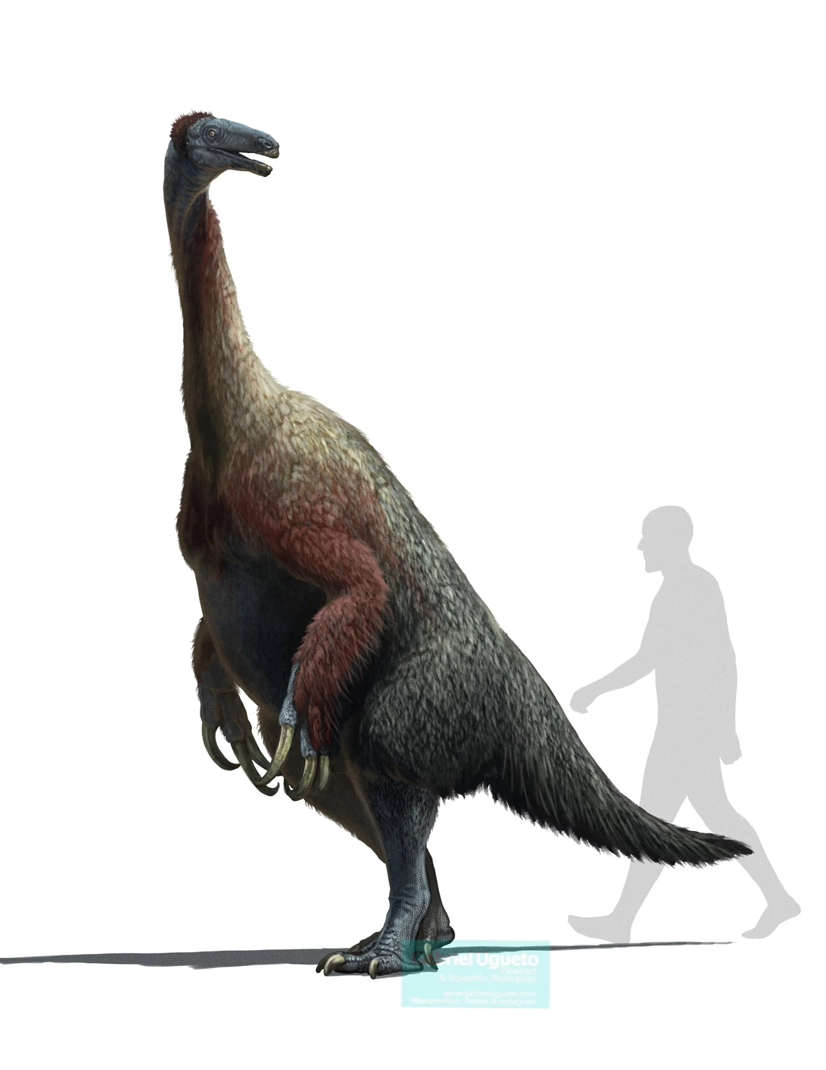 Nothronychus | Dinosaur Wiki | Fandom