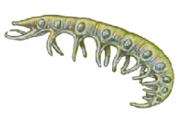 Microdyction | Wiki Dino | Fandom