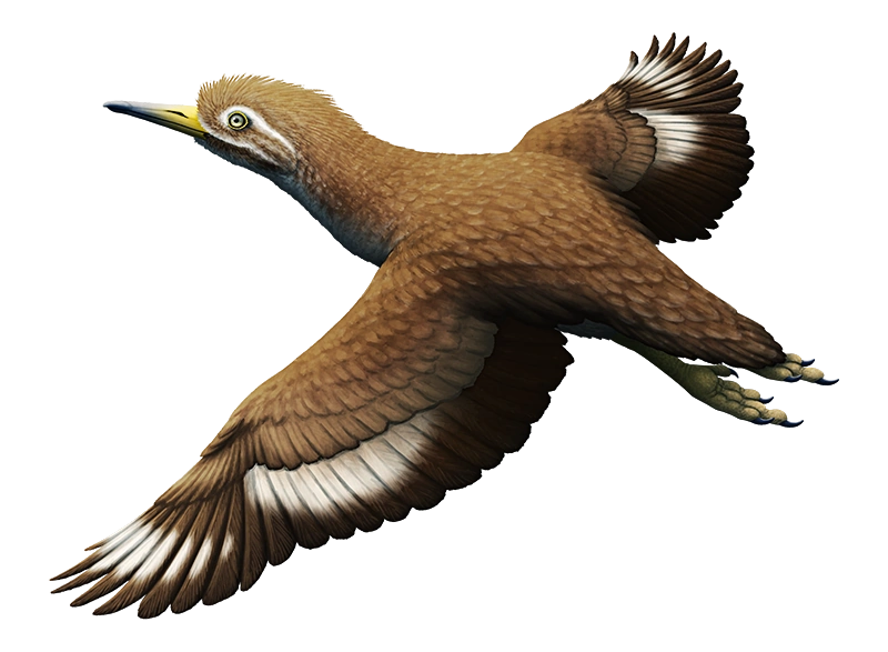 Lithornis | Dinosaur Wiki | Fandom