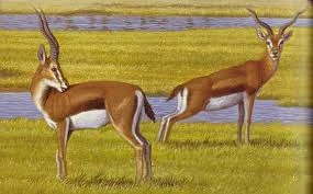 Gazellospira | Wiki Dino | Fandom