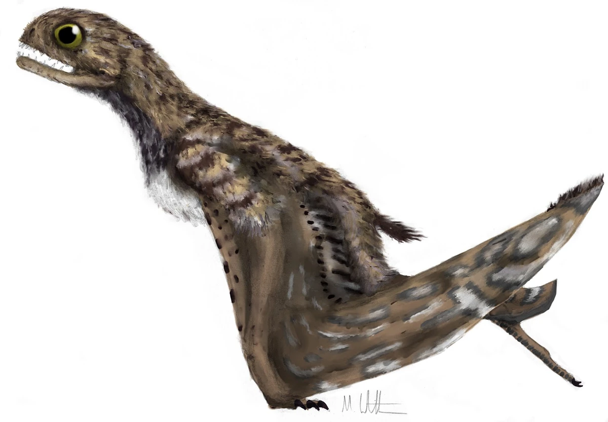 Jeholopterus | Wiki Dino | Fandom