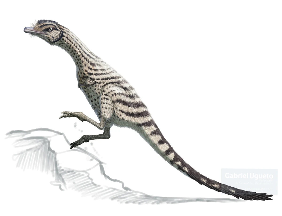 Shuvuuia | Dinosaur Wiki | Fandom