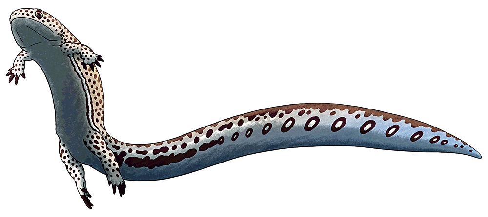 Urocordylus | Dinosaur Wiki | Fandom