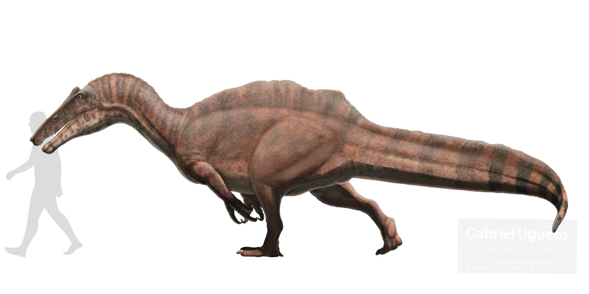 Ichthyovenator | Dinosaur Wiki | Fandom