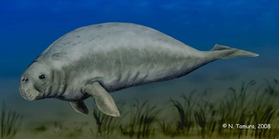 Halitherium | Wiki Dino | Fandom