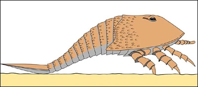 Hibbertopterus | Wiki Dino | Fandom