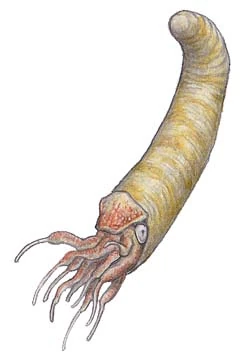 Cyrtoceras | Wiki Dino | Fandom