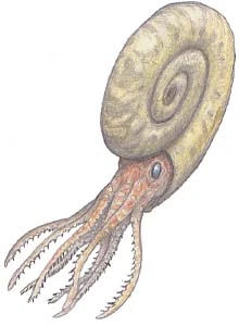 Clymenia | Wiki Dino | Fandom