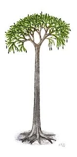 Lepidodendron | Wiki Dino | Fandom
