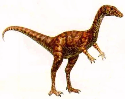 Saltopus | Dinosaur Wiki | Fandom