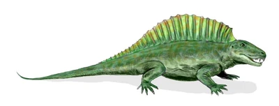 Ctenospondylus | Wiki Dino | Fandom