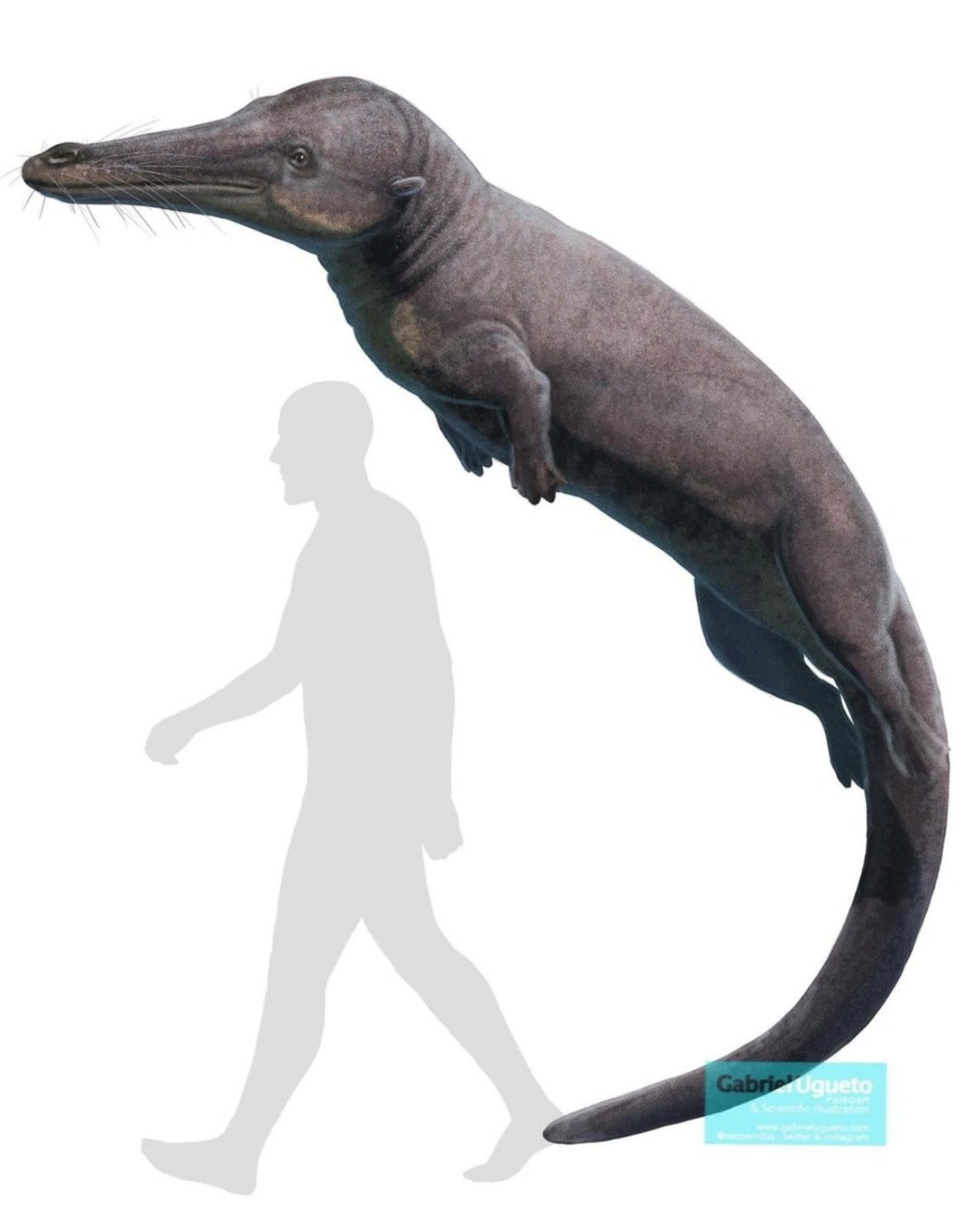 Remingtonocetus | Dinosaur Wiki | Fandom