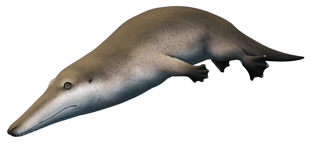 Ambulocetus | Dinosaur Wiki | Fandom