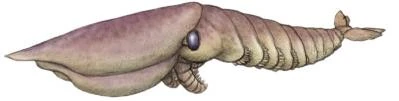 Hurdia | Wiki Dino | Fandom