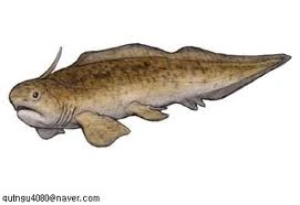 Xenacanthus | Wiki Dino | Fandom