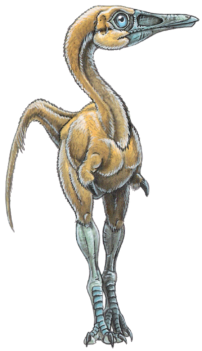 Shuvuuia Dinosaur Wiki Fandom