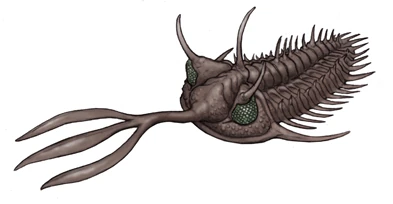 Walliserops | Wiki Dino | Fandom