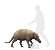 Pakicetus | Dinosaur Wiki | Fandom