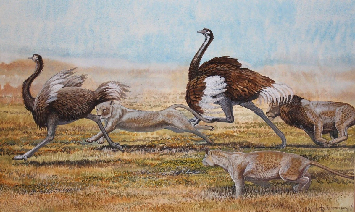 Struthio asiaticus | Wiki Dino | Fandom