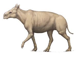 Hyracodon | Wiki Dino | Fandom