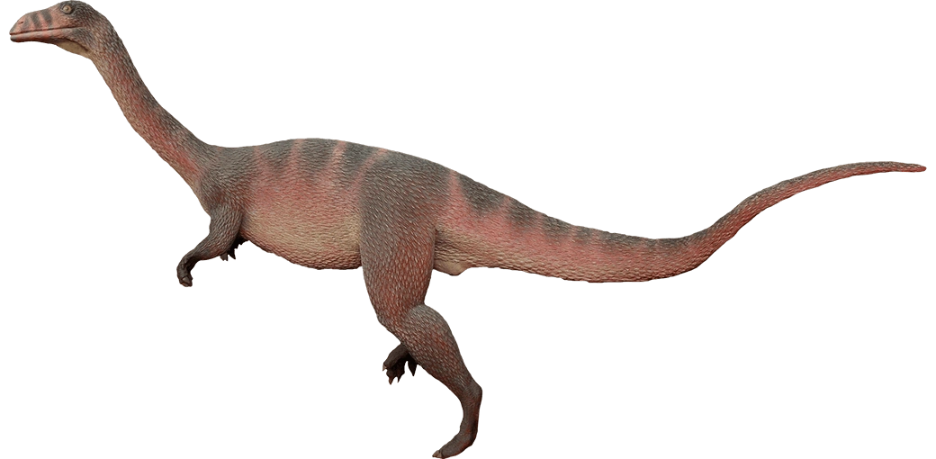 Sellosaurus | Dinosaur Wiki | Fandom