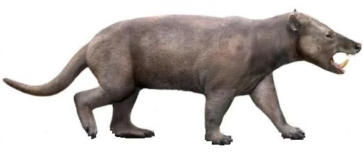 Arctocyon | Wiki Dino | Fandom