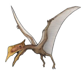 Sinopterus | Wiki Dino | Fandom