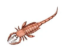 Mixopterus | Wiki Dino | Fandom