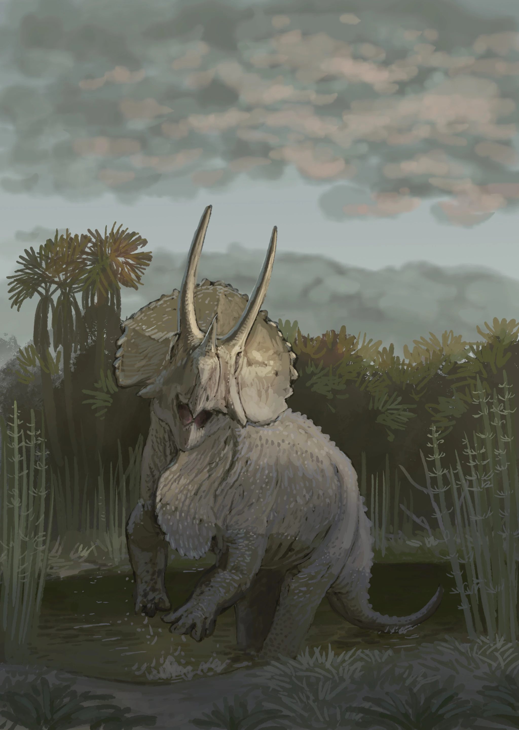 ojoceratops size